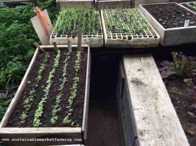 Direct Sowing vs Transplanting Pros and Cons – Mother Earth News